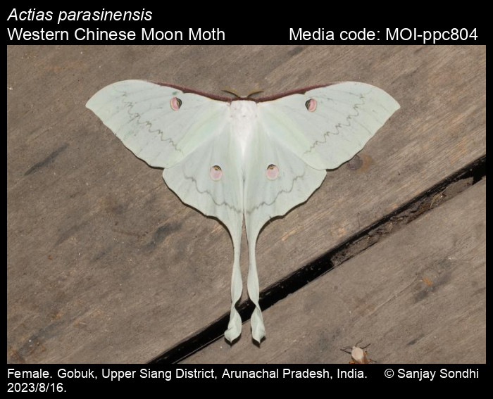 Actias parasinensis Brechlin, 2009 - Western Chinese Moon Moth | Moths